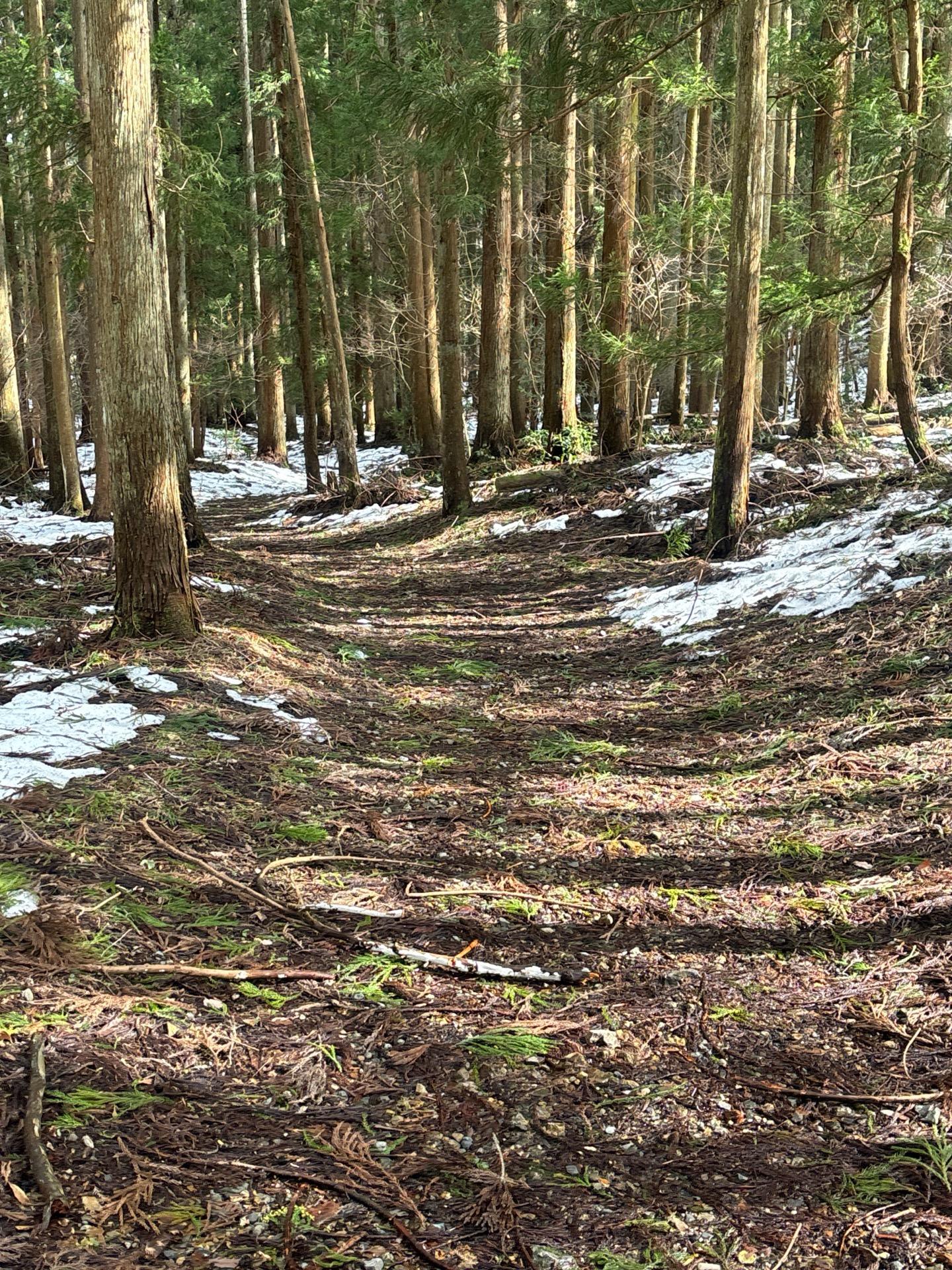 弥彦山 / 100%Orangeさんの弥彦山・多宝山・雨乞山の活動データ | YAMAP / ヤマップ