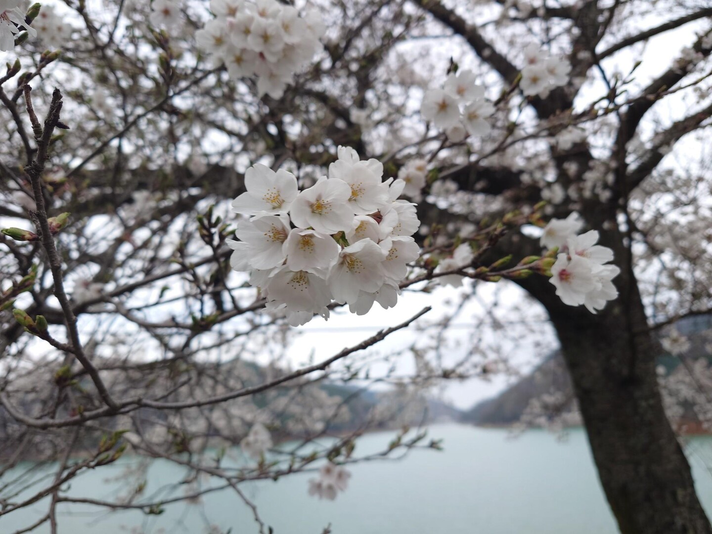 丹沢 大倉→宮ヶ瀬 ヒル😖 / jj（お休み中）さんの塔ノ岳・丹沢山・蛭ヶ岳の活動データ | YAMAP / ヤマップ