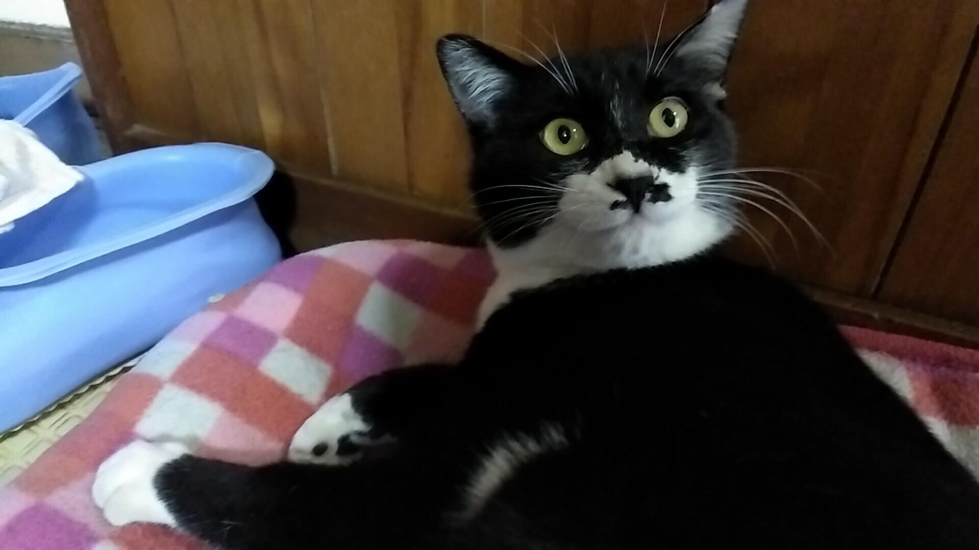 🐱🐱🐱🐱🐾🐾🐾🐾 / ドラゴン7さんのモーメント | YAMAP / ヤマップ