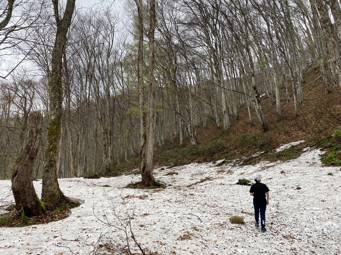 鉤掛森R5-1 / K.Racingさんの神室山・天狗森・火打岳の活動データ | YAMAP / ヤマップ