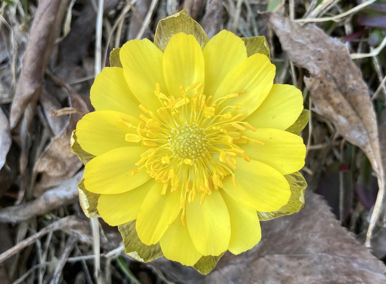 まだまだ雪山を楽しみたいこの時期。散歩の... / Yotchさんのモーメント | YAMAP / ヤマップ