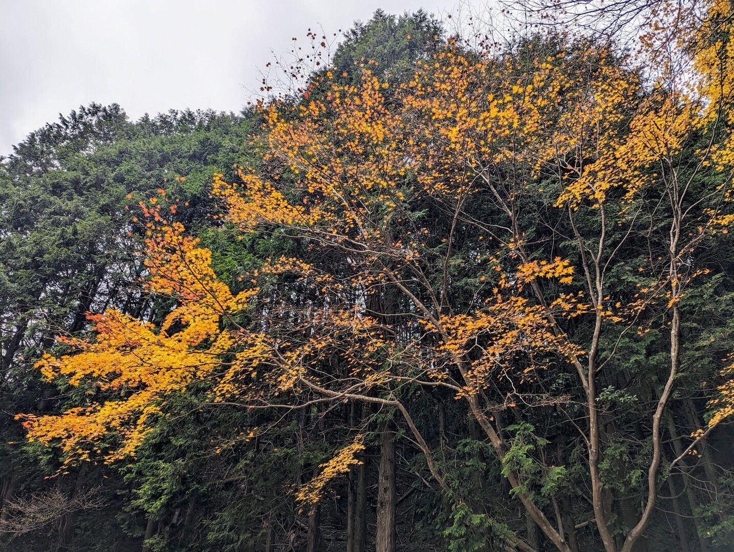 solaさんの投稿したフィールドメモ | YAMAP / ヤマップ