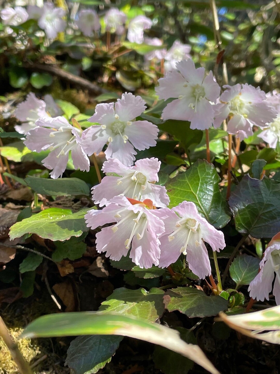 春の妖精に会う🧚🏻 / sayoさんの燕岳・餓鬼岳・唐沢岳の活動データ | YAMAP / ヤマップ