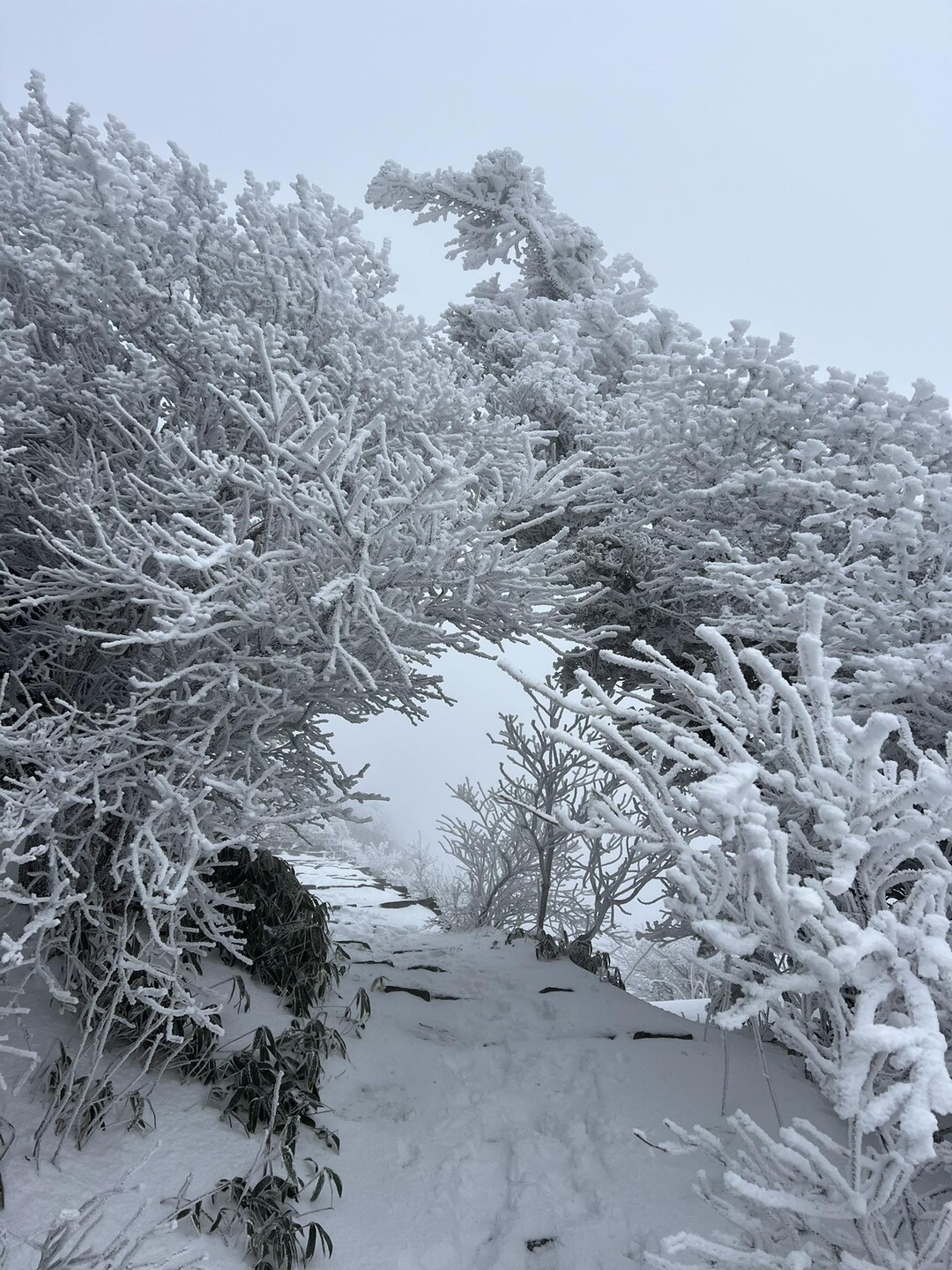 登りはじめ石鎚山 2024-01-04 / keyさんの石鎚山・堂ヶ森・二ノ森の活動データ | YAMAP / ヤマップ