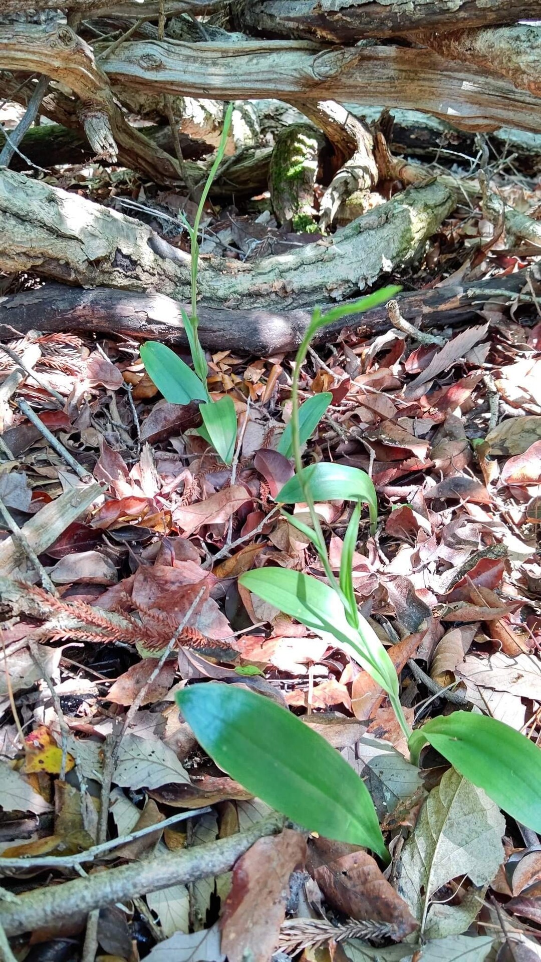 🎵 蜻蛉草七夕近し開花時期 悟空220... / kyoyamaさんのモーメント | YAMAP / ヤマップ