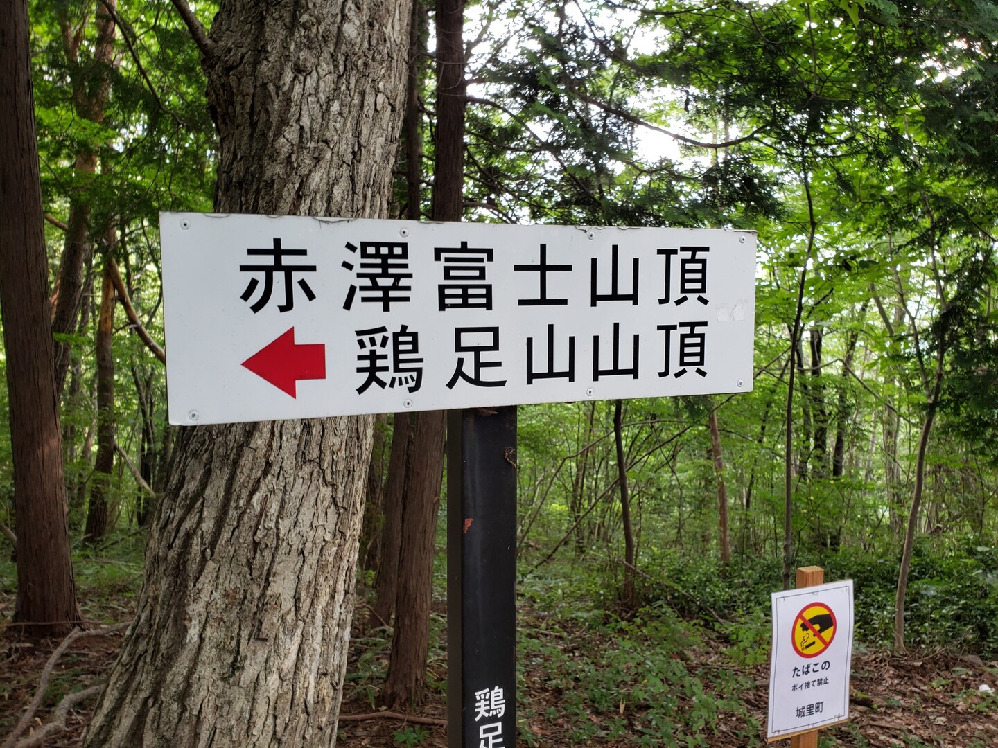 鶏足山-2021-07-24 / S.H.Kさんのウォーキングの活動データ | YAMAP / ヤマップ