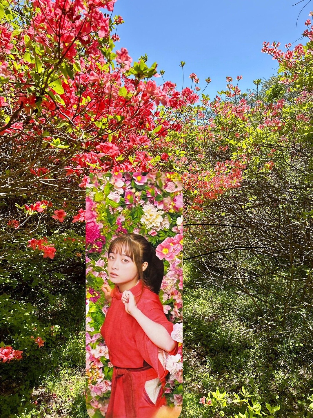 登山計画がツツジ🌺群生地ハイキングに😅 / minirollさんのウォーキングの活動データ | YAMAP / ヤマップ