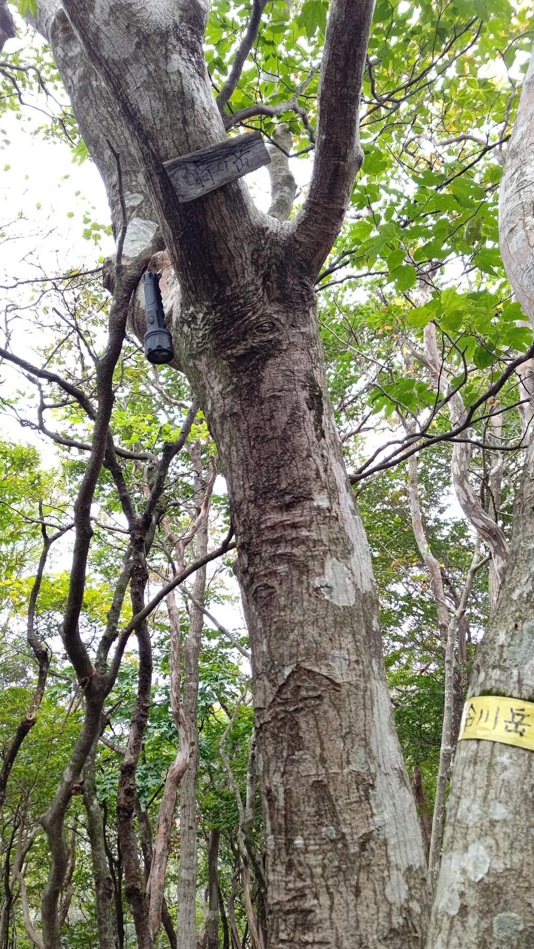 リベンジ🚶💨荷ヶ岳(冷川岳) ・頭陀ヶ平 / guriko5さんの藤原岳・御池岳の活動データ | YAMAP / ヤマップ