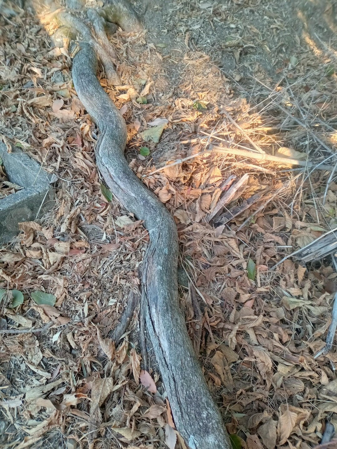 唐櫃越えを東ベンチへ急ぐ 間に合いました... / yuusenさんのモーメント | YAMAP / ヤマップ