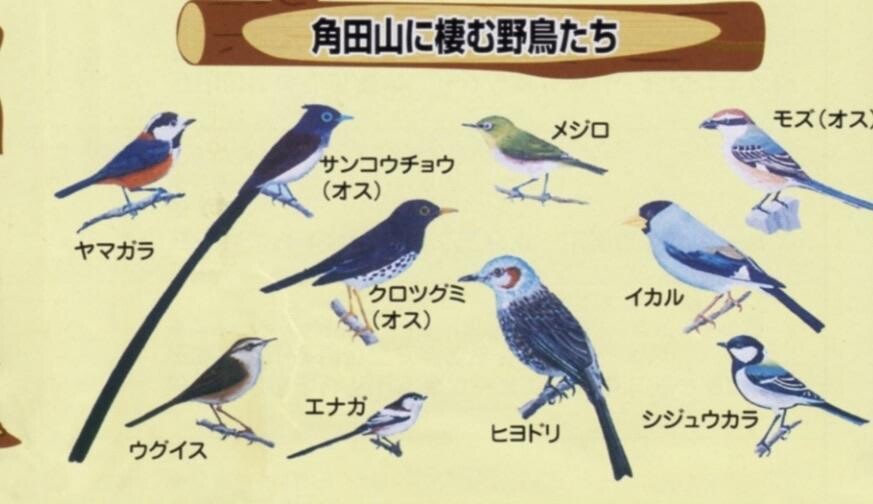 なかなか思い出せない地元の野鳥の名🦆 / Hakuさんのモーメント | YAMAP / ヤマップ