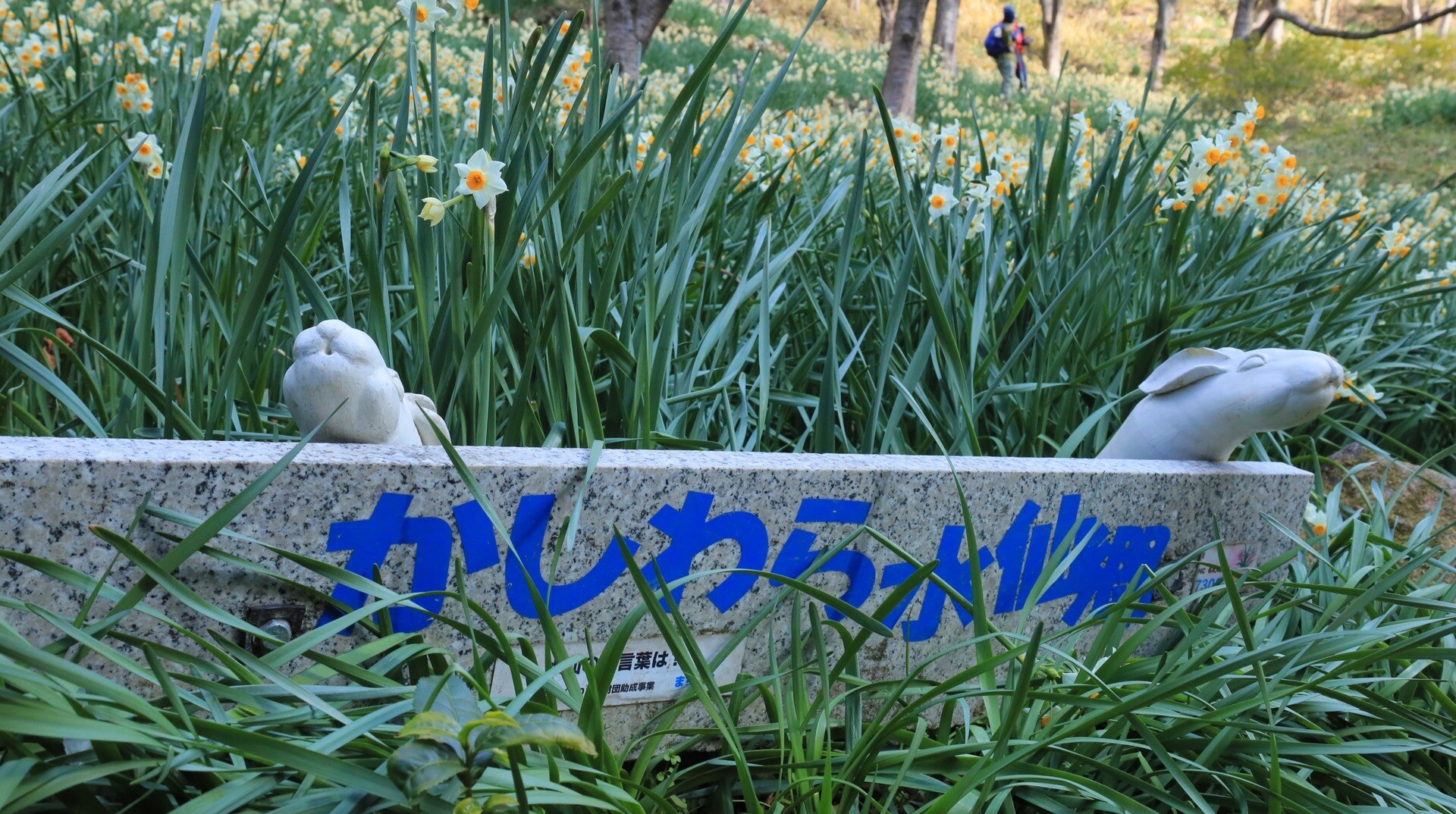 今年もいつもの山に咲き乱れる水仙。 / タカさんのモーメント | YAMAP / ヤマップ