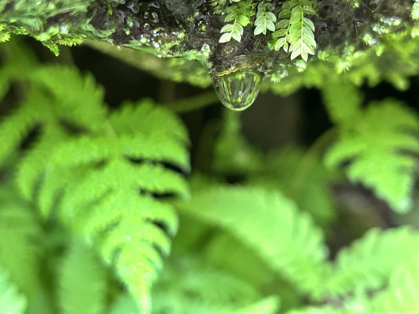 笠取山 / Yos 8611さんの和名倉山・笠取山・東仙波の活動データ | YAMAP / ヤマップ