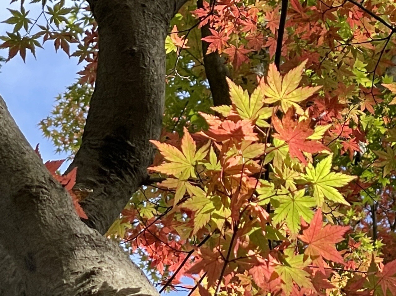 高尾山にもみじ狩り🍁 山頂には行きませ... / Laniさんのモーメント | YAMAP / ヤマップ