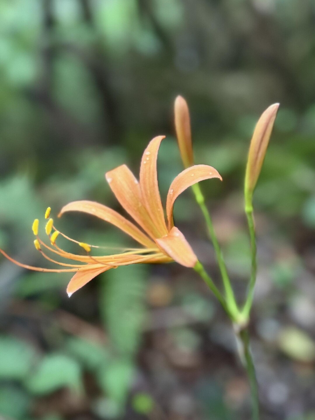 八幡岳で🦊さん鑑賞…大満足 / Red-RAV4💫さんの天山の活動データ | YAMAP / ヤマップ