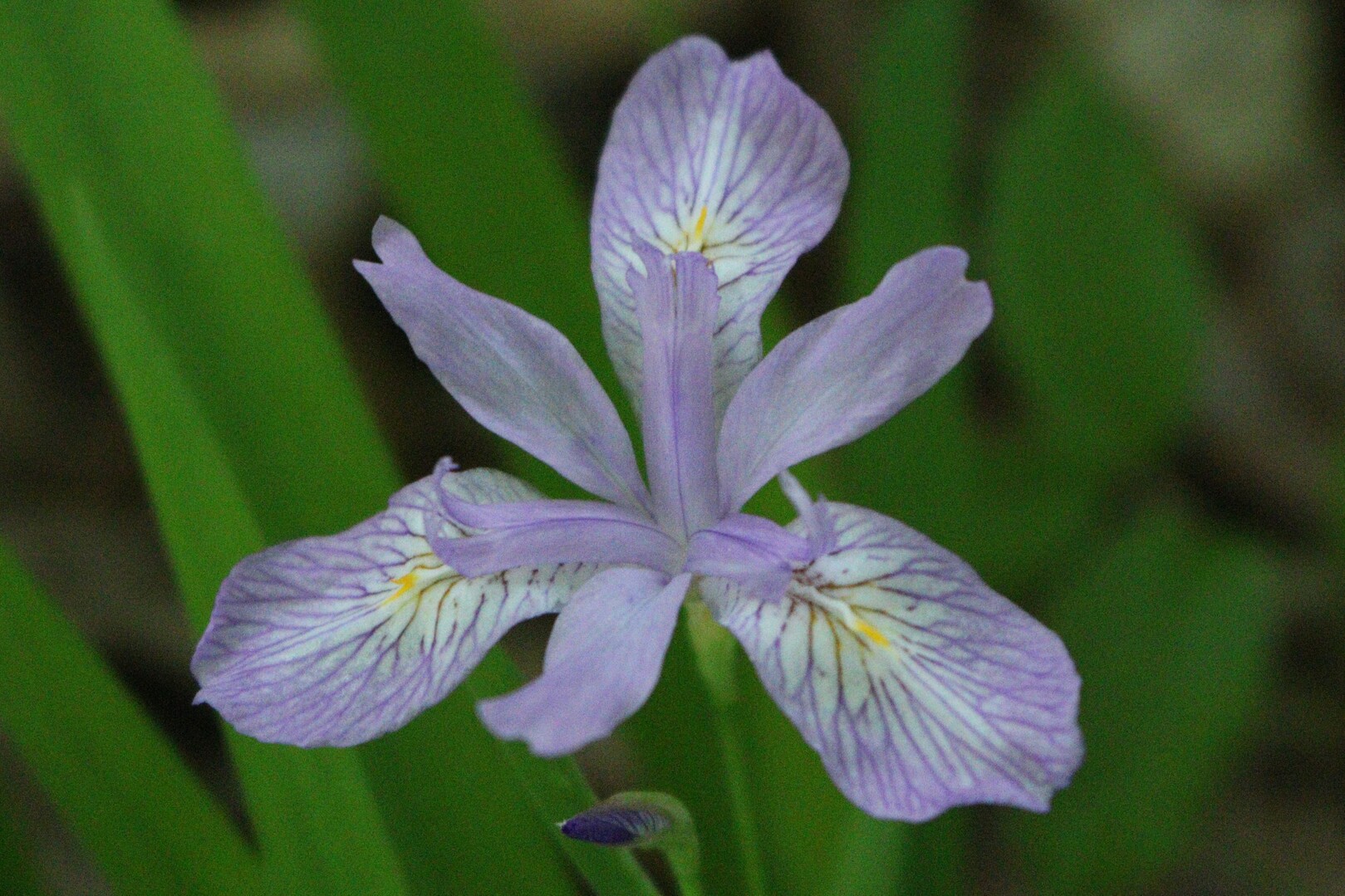 「姫！ヒメシャガ」が咲いています。 朝、... / パパはTonyさんのモーメント | YAMAP / ヤマップ