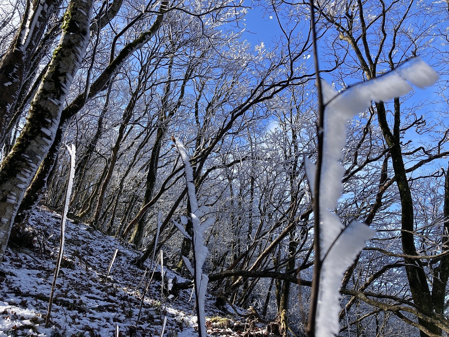 明神平〜前山〜薊岳 2020.12.05 / big fishさんの桧塚奥峰・明神岳・薊岳の活動データ | YAMAP / ヤマップ