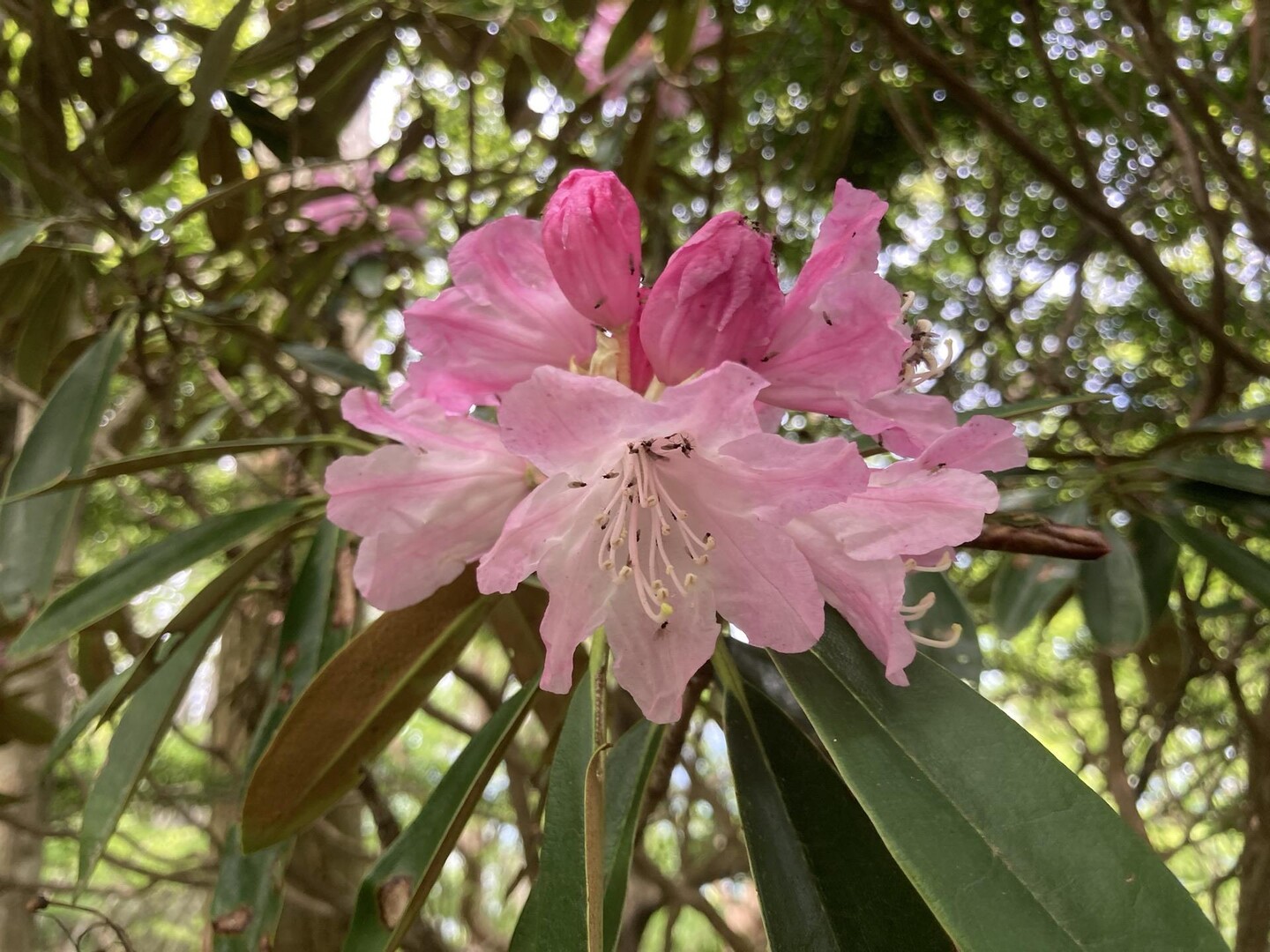 石楠花@善神尾根 / Ypaaさんの四国遍路その14の活動データ | YAMAP / ヤマップ