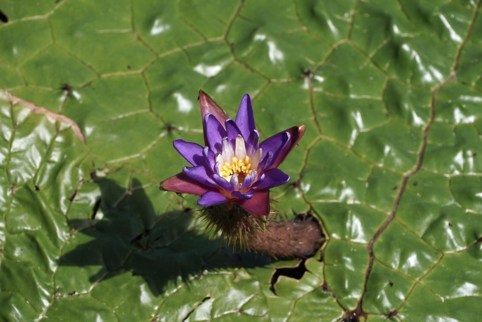 花びらが開いたオニバスが見たくて日曜日の... / rirunaoさんのモーメント | YAMAP / ヤマップ