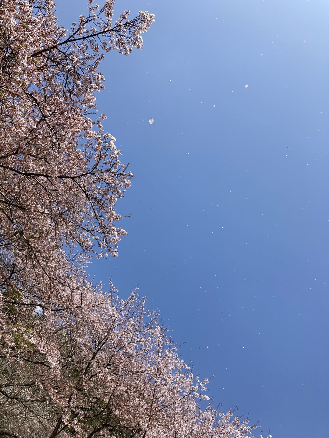 今年の桜吹雪は森林公園。 さくらの終わり... / アサミさんのモーメント | YAMAP / ヤマップ