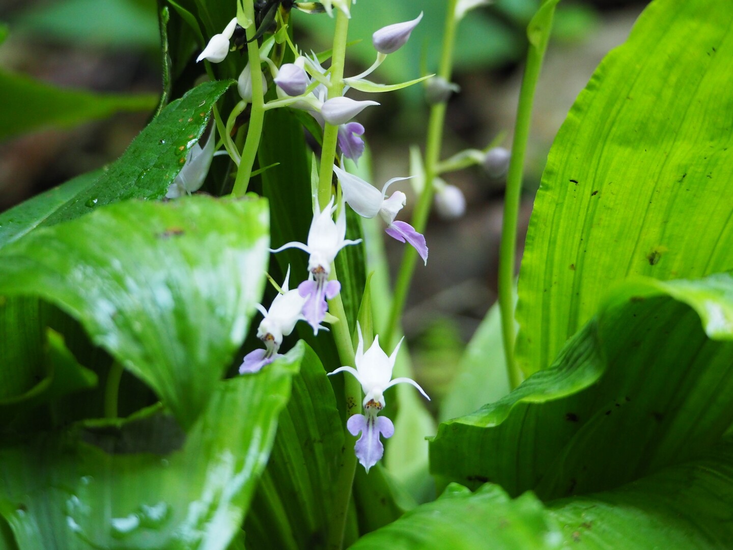 スキマにオニちゃんへ（未遂2） / RYOさんの鬼ヶ岳の活動データ | YAMAP / ヤマップ
