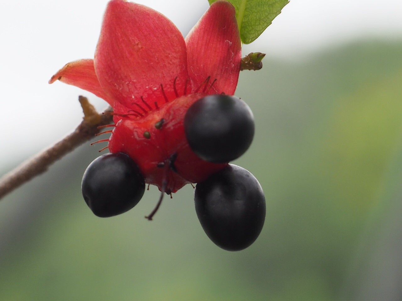 mt. sugのページ | YAMAP / ヤマップ