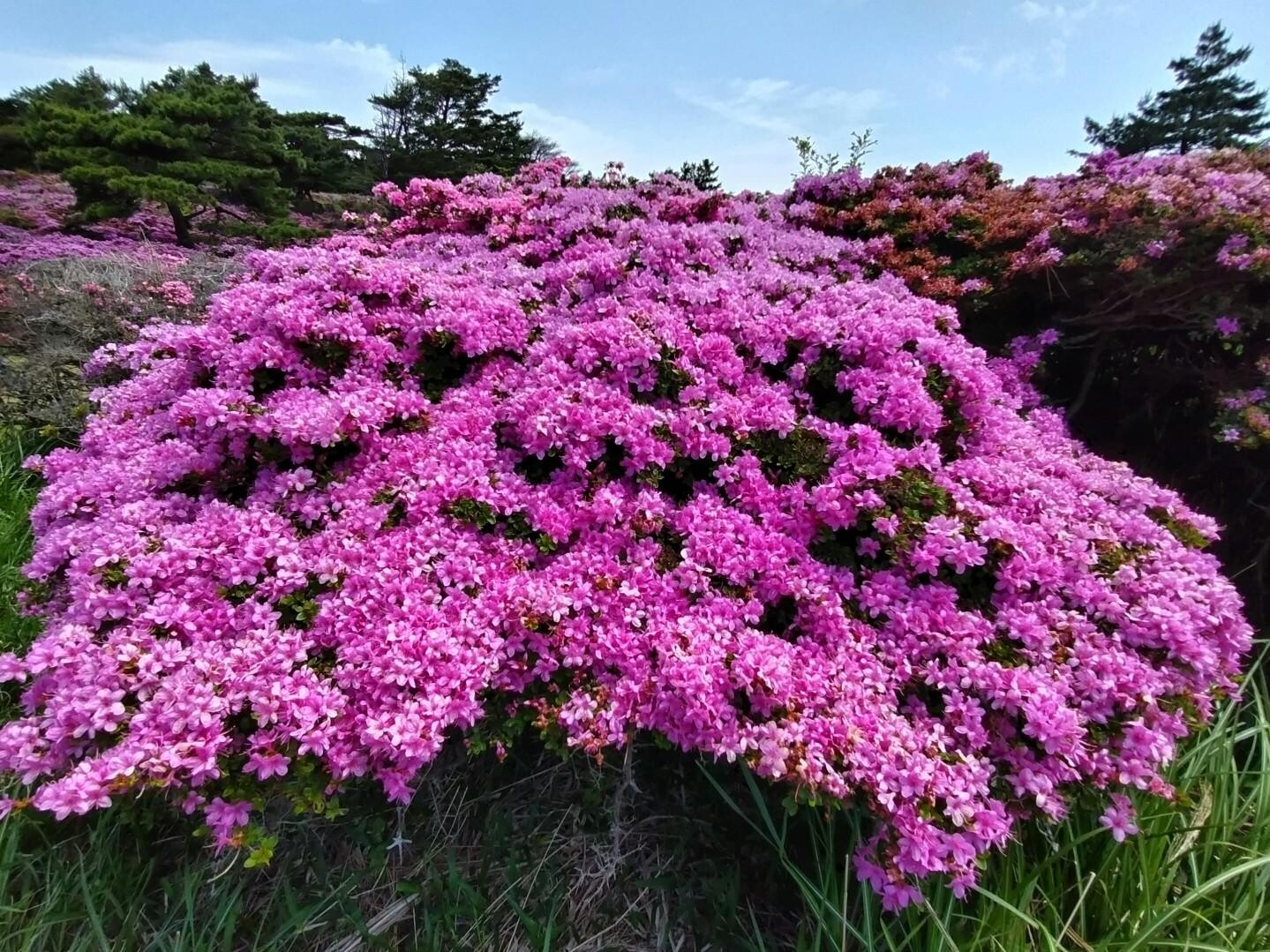 万年山・西万年 / SG-FRさんの万年山・伐株山の活動データ | YAMAP / ヤマップ