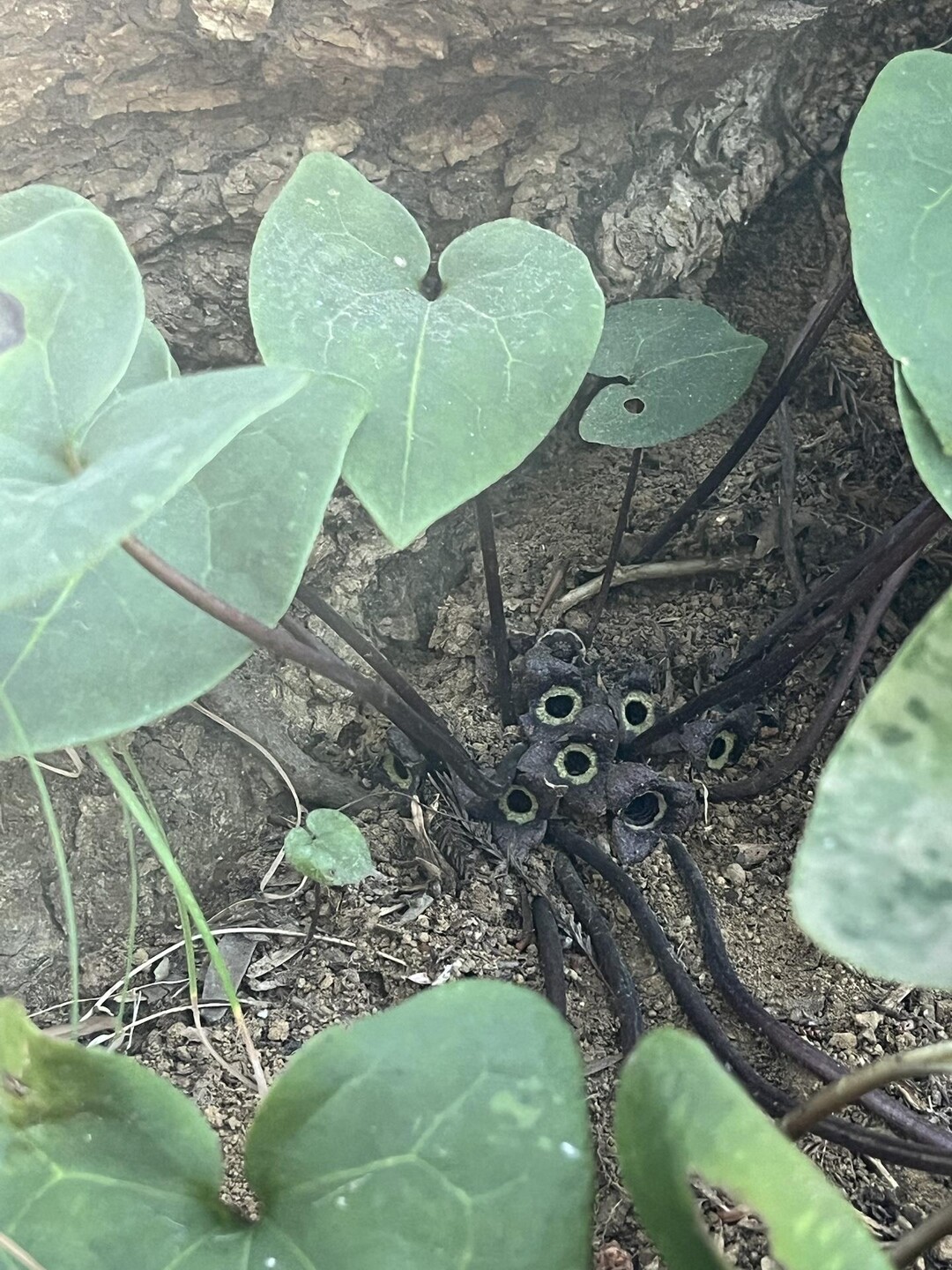 高尾山 カンアオイとグルメ旅 / eri さんの高尾山・陣馬山・景信山の活動データ | YAMAP / ヤマップ