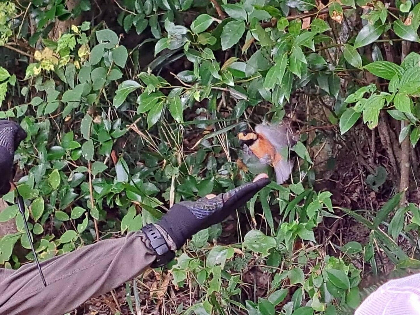 「草枕」とヤマガラ 金峰山 / Mt.Keyさんの金峰山・二ノ岳・三ノ岳の活動データ | YAMAP / ヤマップ