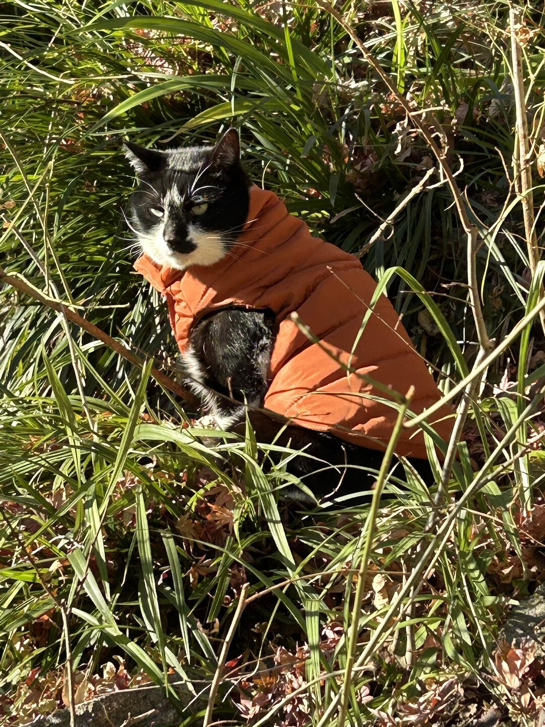 日の出山・御岳山 / ayayoさんの大岳山・御岳山・御前山の活動データ | YAMAP / ヤマップ