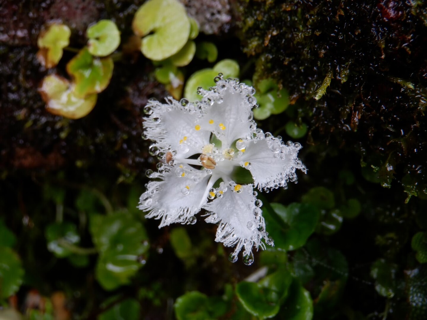 シラヒゲソウを見に取立山 / Ichiさんの取立山の活動データ | YAMAP / ヤマップ