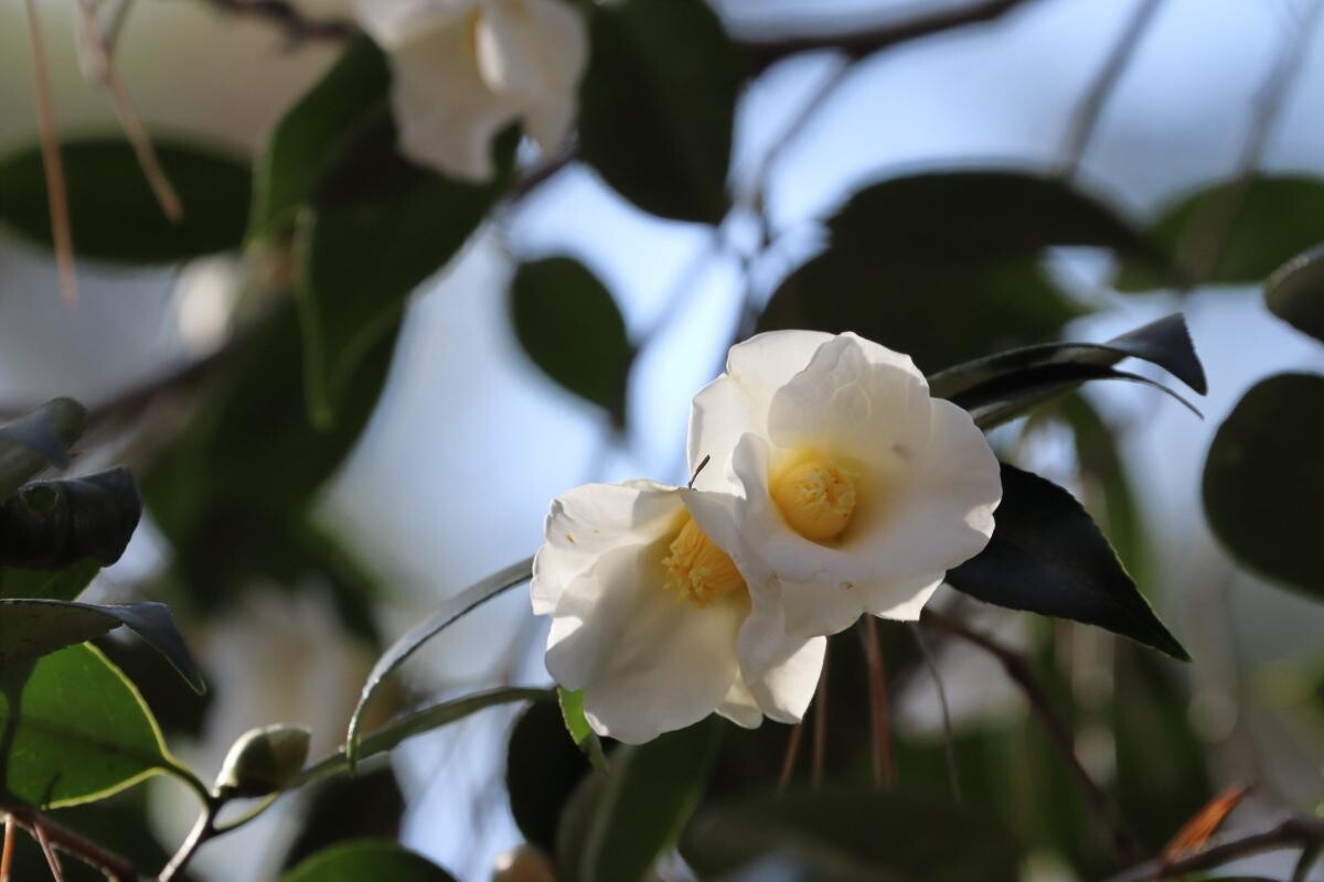 武蔵丘陵森林公園 / nabe_kumaさんの熊谷市の活動データ | YAMAP / ヤマップ