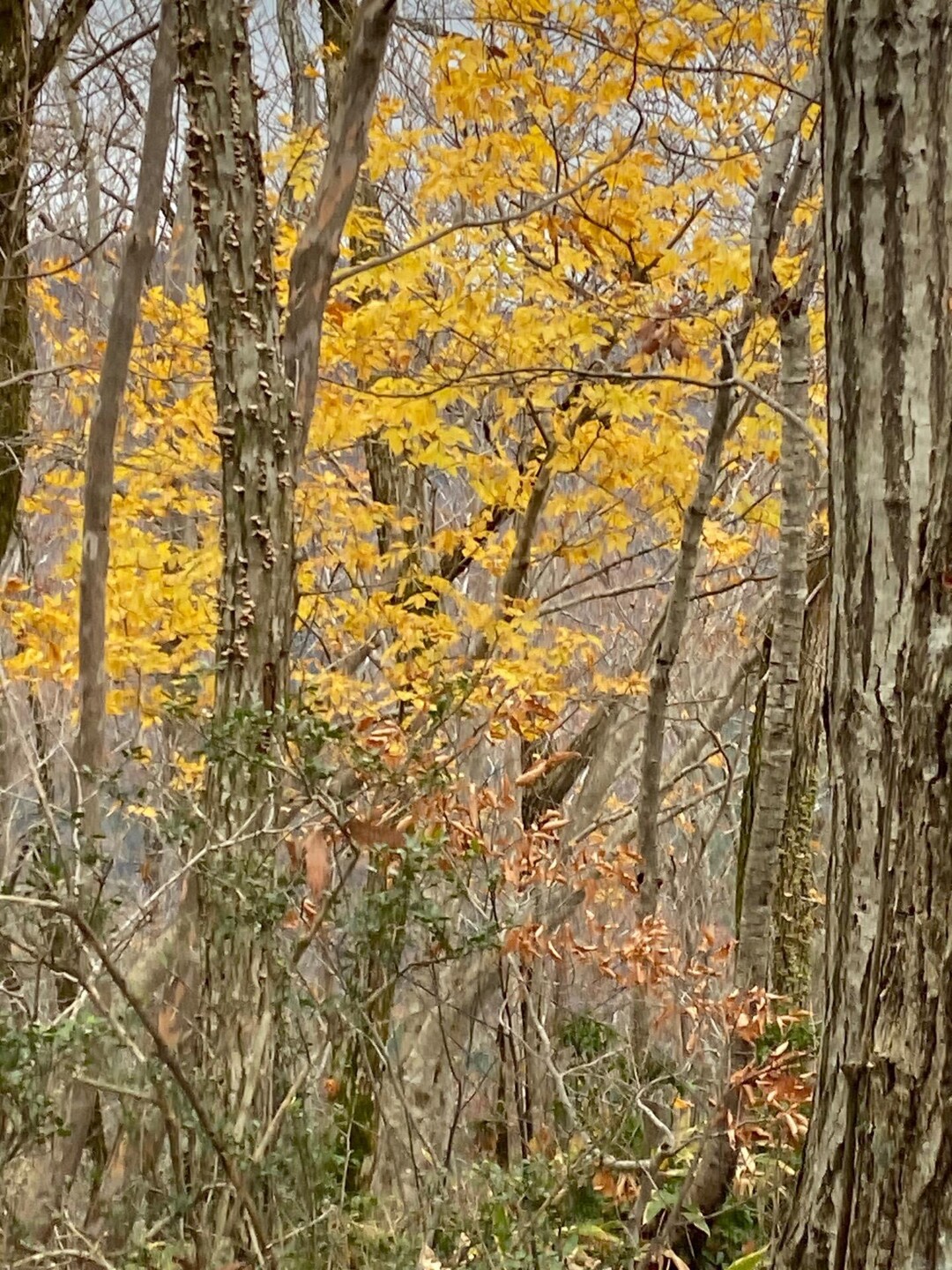 八国見山 / benchanさんの庄原市の活動データ | YAMAP / ヤマップ