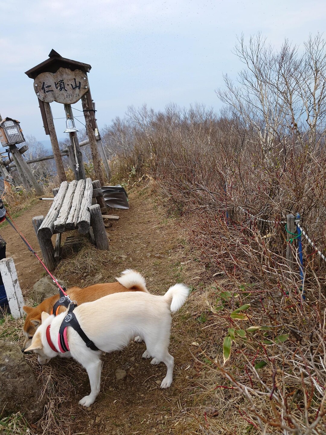 仁頃山 / pu_chanさんの仁頃山の活動日記 | YAMAP / ヤマップ
