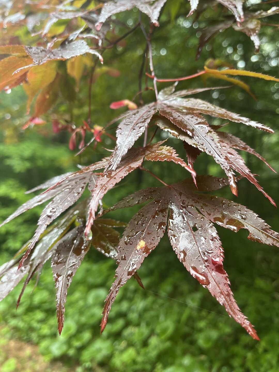 Rain / 嘉助(かすけ)さんさんのランニングの活動データ | YAMAP / ヤマップ