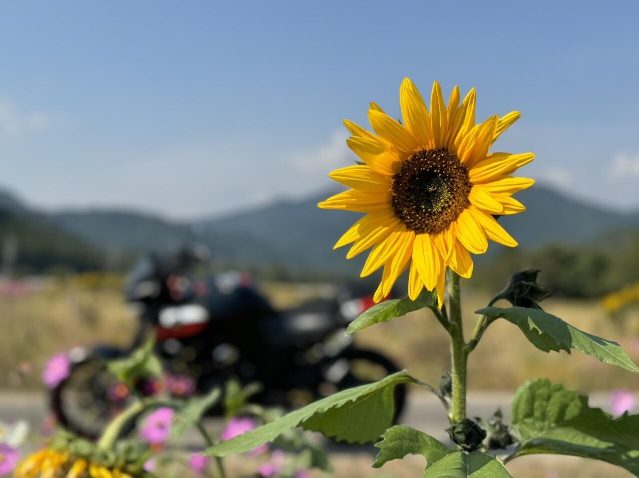 Moominのページ | YAMAP / ヤマップ