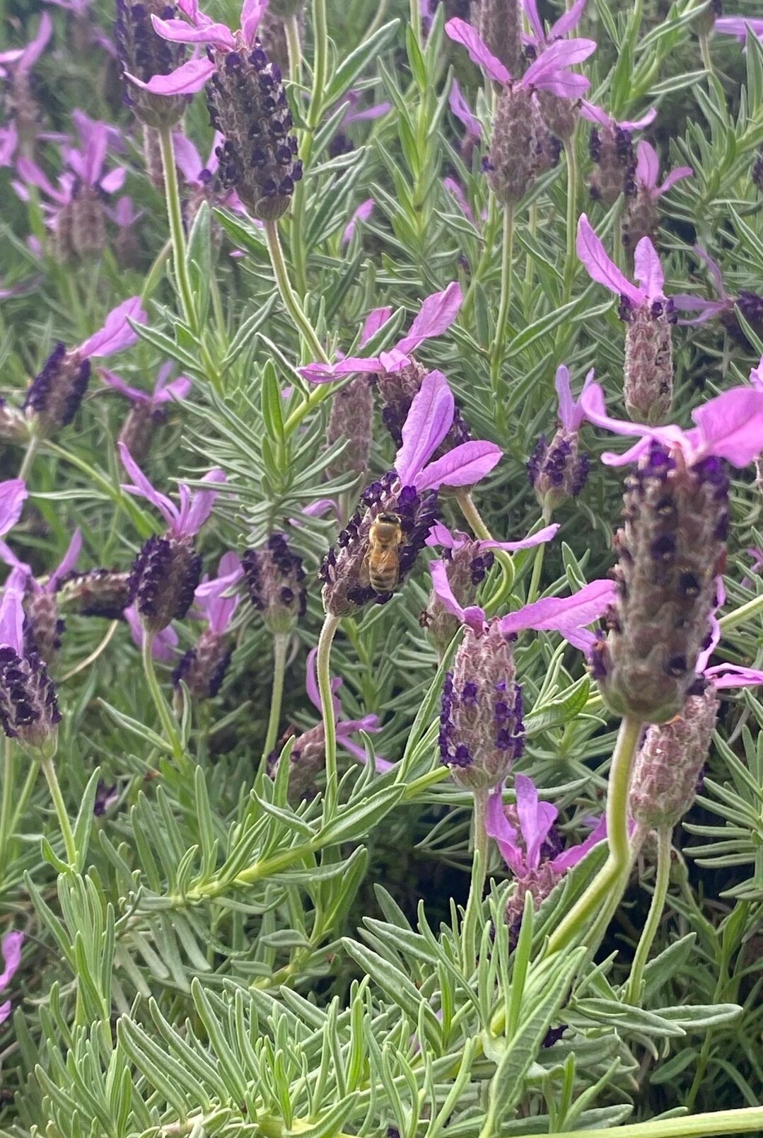 2024.05.09(木) 10:19 / redさんのモーメント | YAMAP / ヤマップ