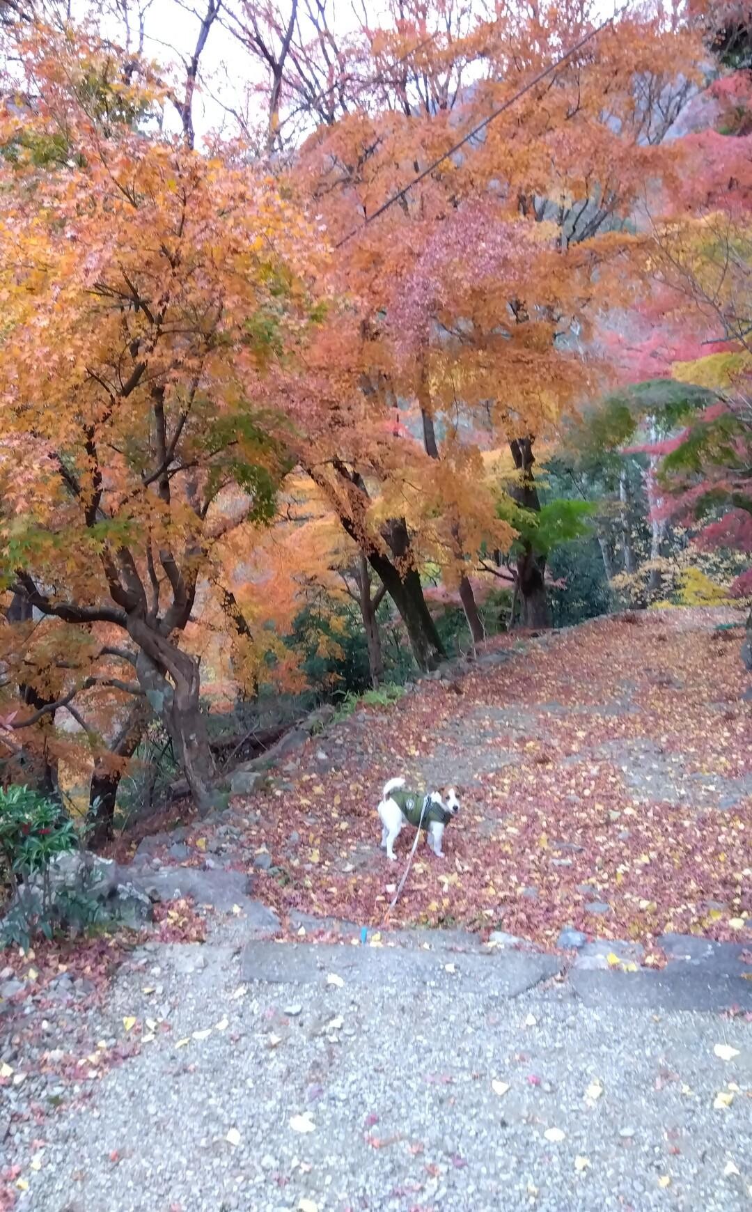 🍁紅葉の身延山🍁 / Veenaさんの七面山・身延山の活動データ | YAMAP / ヤマップ