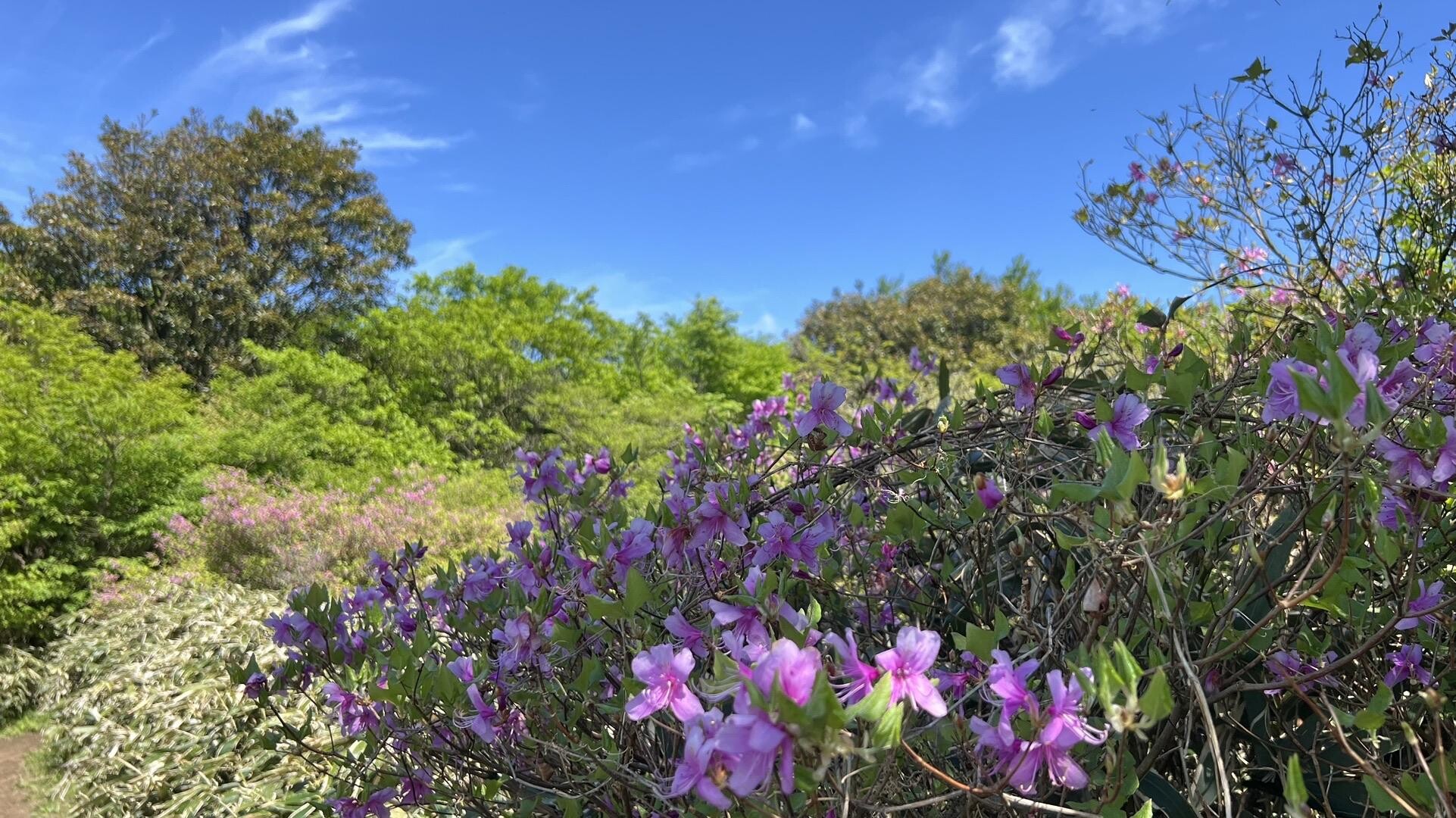 ミツバツツジと井原山・本富士山・富士山・雷山 / EMさんの雷山・井原山の活動データ | YAMAP / ヤマップ