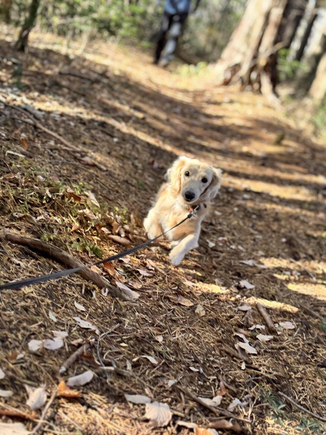 御亭山・岡沢ボッチ・飯綱山 / latteさんの御亭山の活動データ | YAMAP / ヤマップ