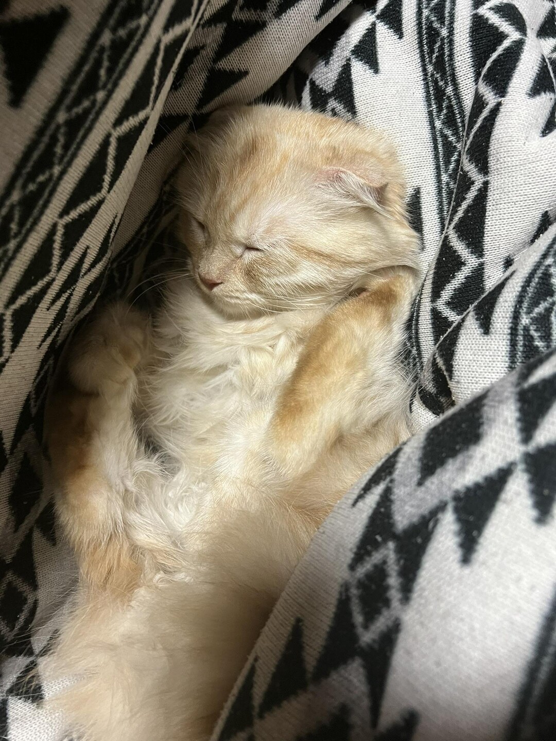 我が家のニャンコとのんびり過ごすのも休日... / Mario さんのモーメント | YAMAP / ヤマップ