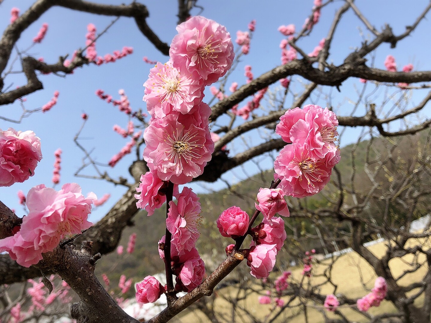 梅が終わりかけかなと思いながら蘇原自然公... / kayoさんのモーメント | YAMAP / ヤマップ