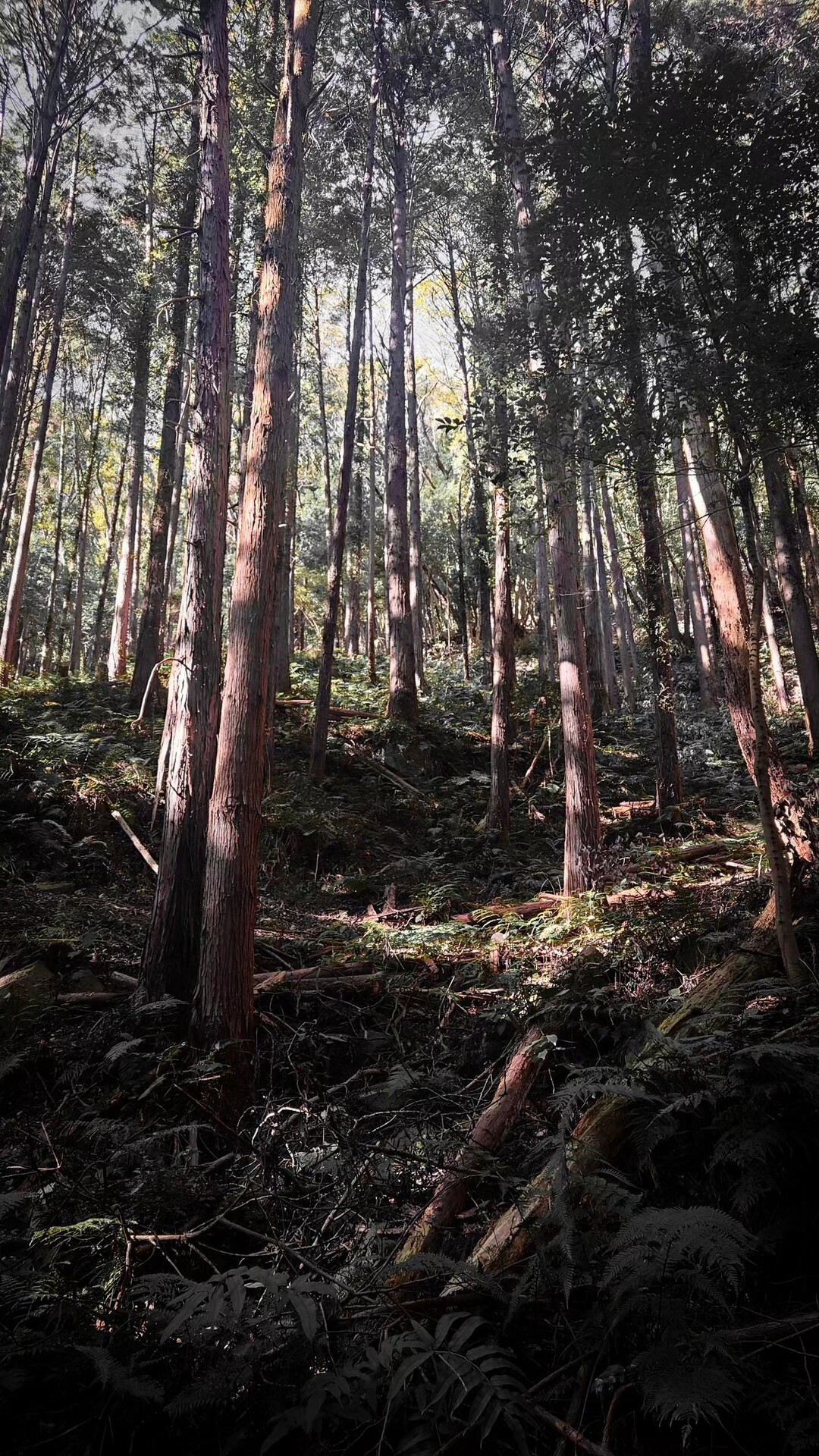 小町山・鬼越山 / su-taku⛰さんの宝篋山・富岡山の活動データ | YAMAP / ヤマップ