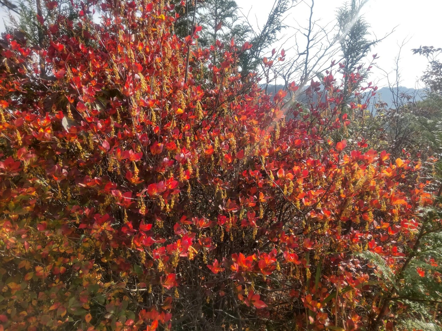 長倉山・540P / akiさんの古賀志山・赤岩山・鞍掛山・男抱山・半蔵山の活動データ | YAMAP / ヤマップ