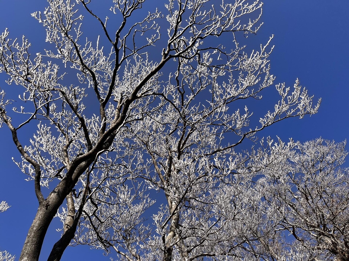 西丹沢VC→大室山→加入道山 / ミーさんの大室山・畦ヶ丸山・菰釣山の活動データ | YAMAP / ヤマップ