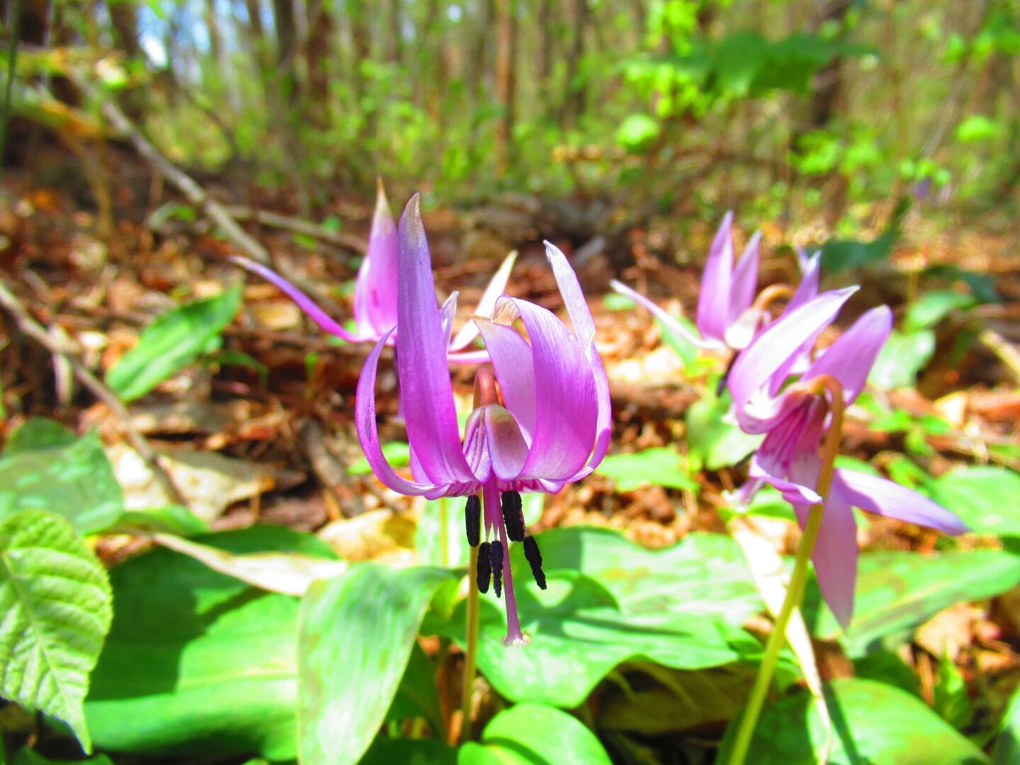 仁田沼 / y_kumataさんの吾妻山・一切経山の活動データ | YAMAP / ヤマップ