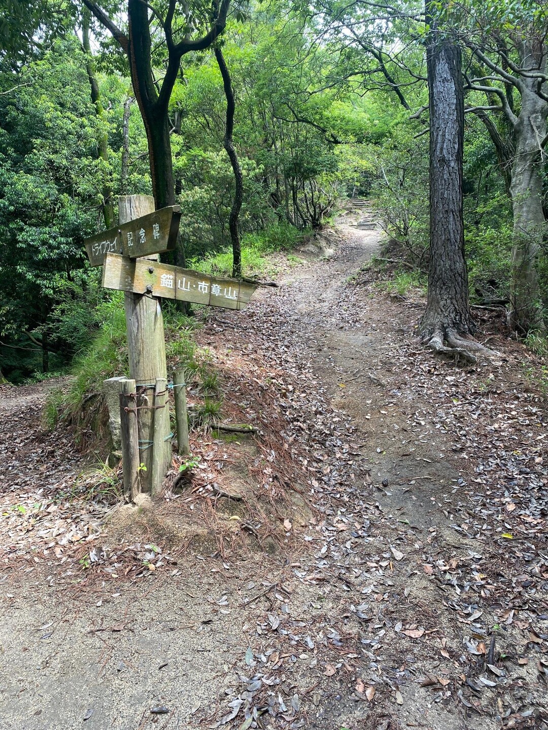 ボンゴレに挑戦🍝 / 六甲山・長峰山・摩耶山の写真4枚目 | YAMAP / ヤマップ
