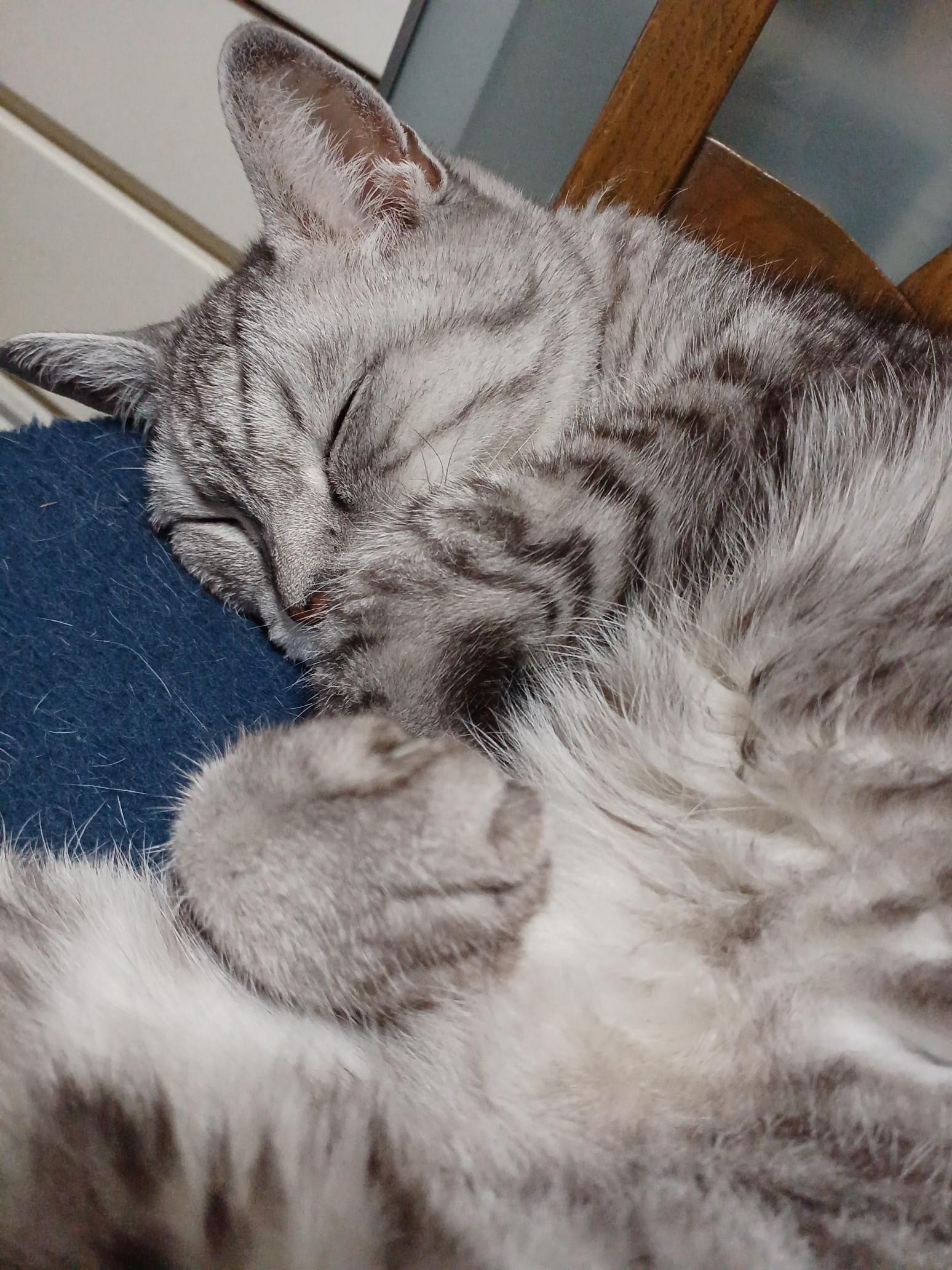 猫😺ネコ🙀neko😽ねこ😹寝子 ... / hiroさんのモーメント | YAMAP / ヤマップ