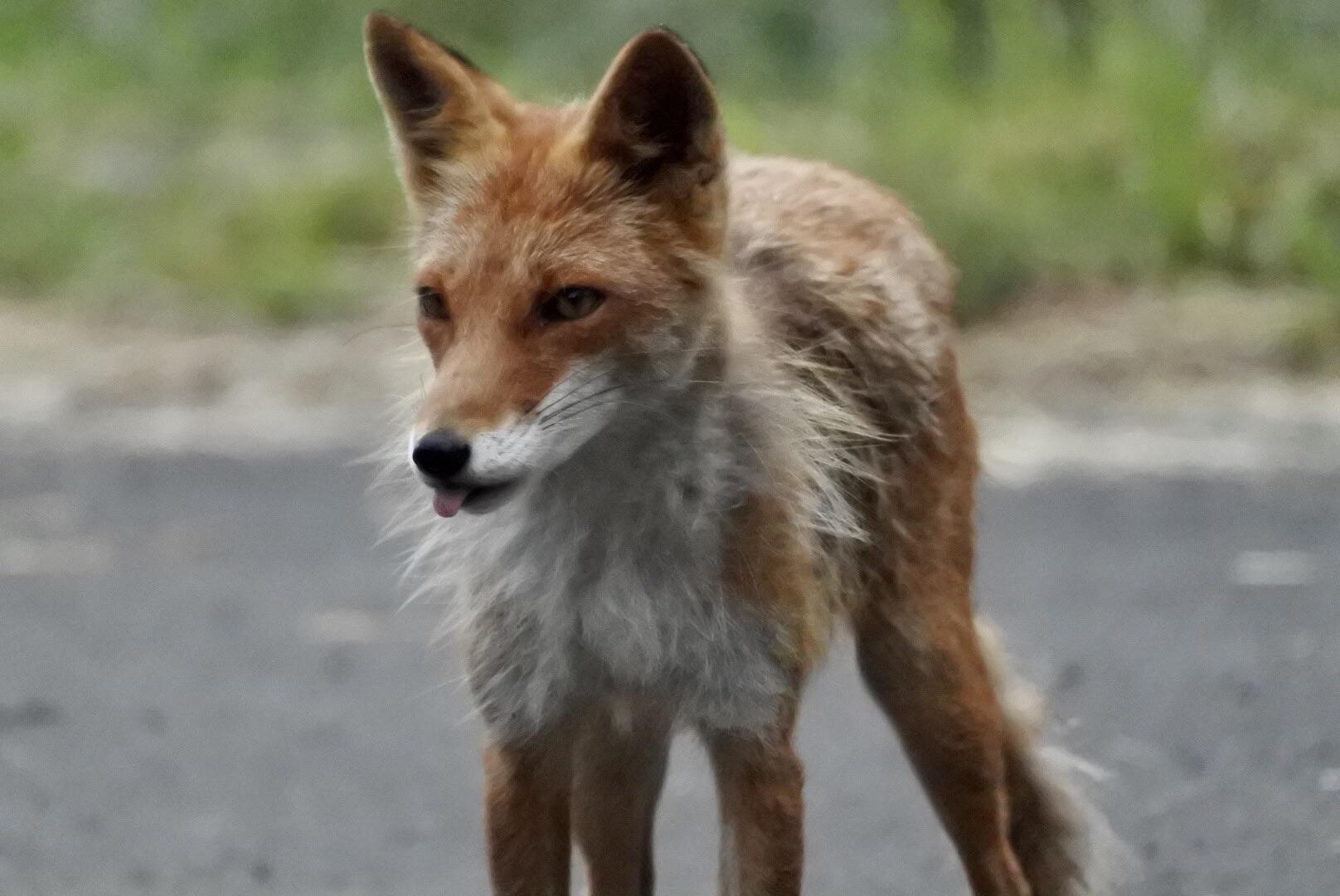 白旗山-2023-06-16 / dadswebさんの白旗山の活動データ | YAMAP / ヤマップ