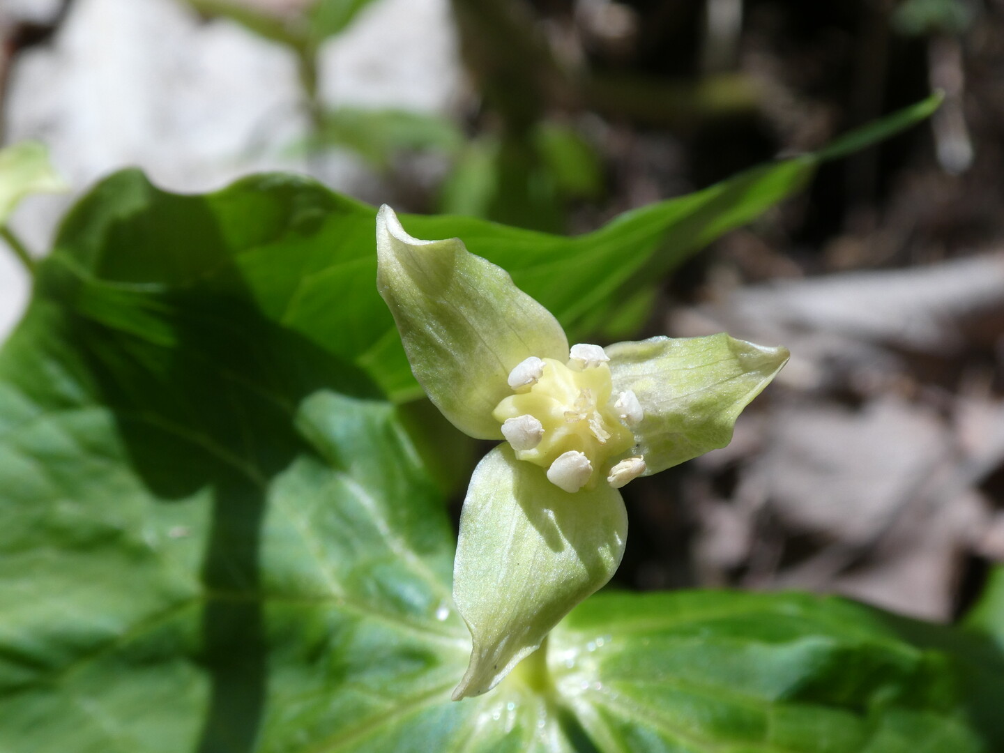砥石山ｰ中の沢でお花見散歩。 / noriGさんの砥石山・青山の活動データ | YAMAP / ヤマップ