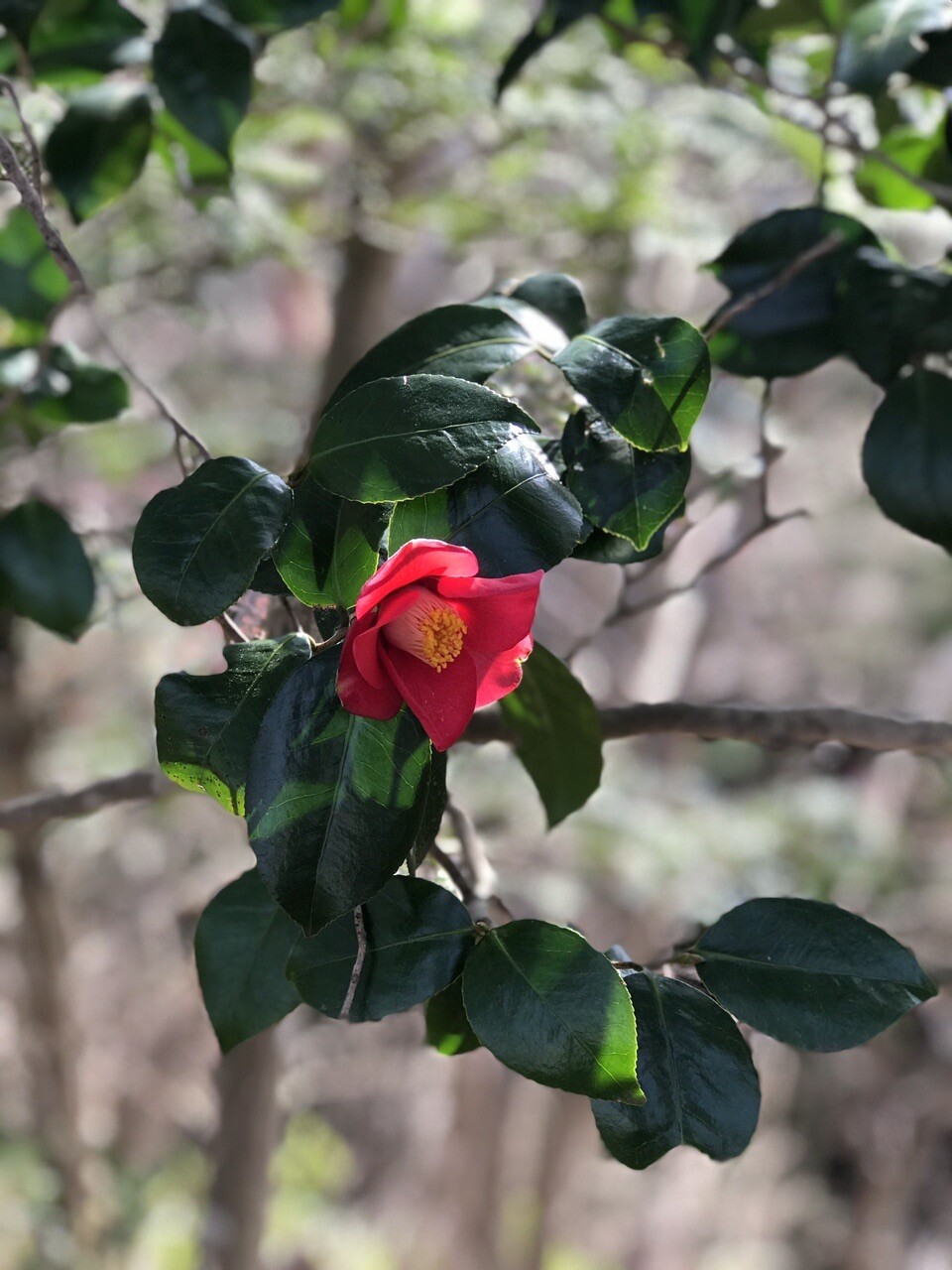 高倉山・武生山・中武生山・亀ヶ淵山・明山 / kazumaroさんの奥久慈男体山・月居山・篭岩（篭岩山）の活動データ | YAMAP / ヤマップ